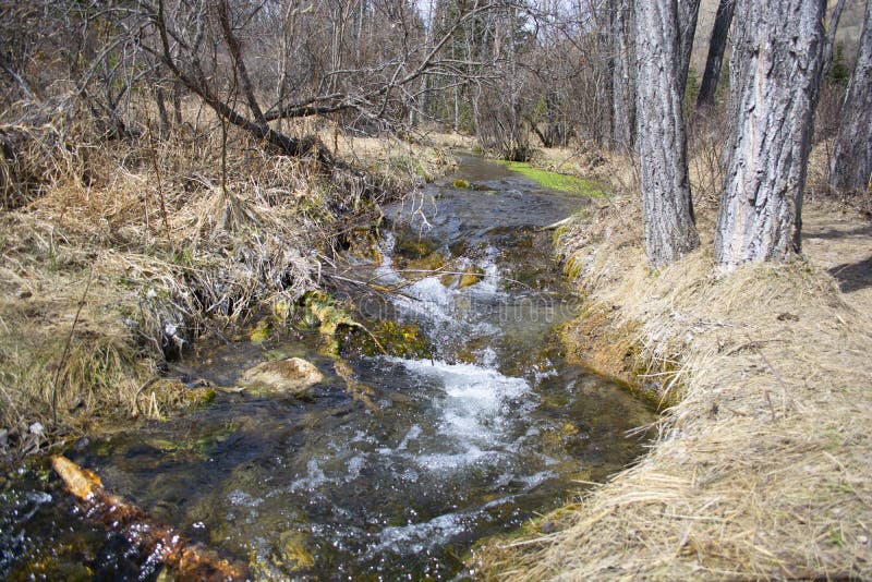 Stream Flowing through Forest in Early Spring Stock Image - Image of ...