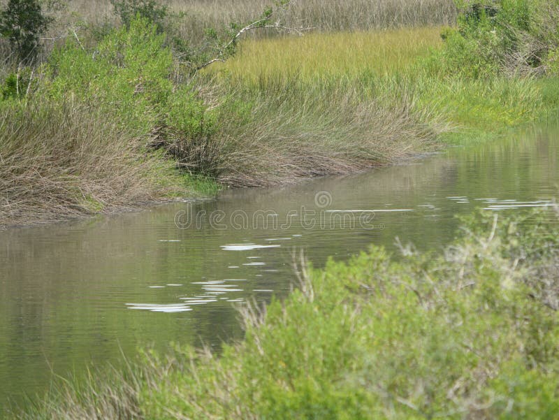 Stream Flowing through a Meadow in Northern Florida Stock Image - Image ...