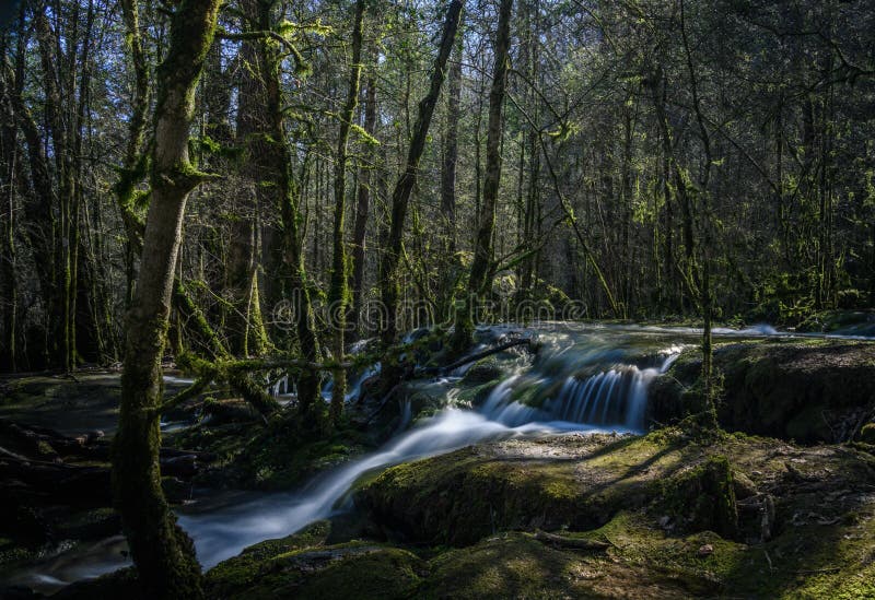 Stream Flowing through Mossy Forest Stock Image - Image of mountain ...