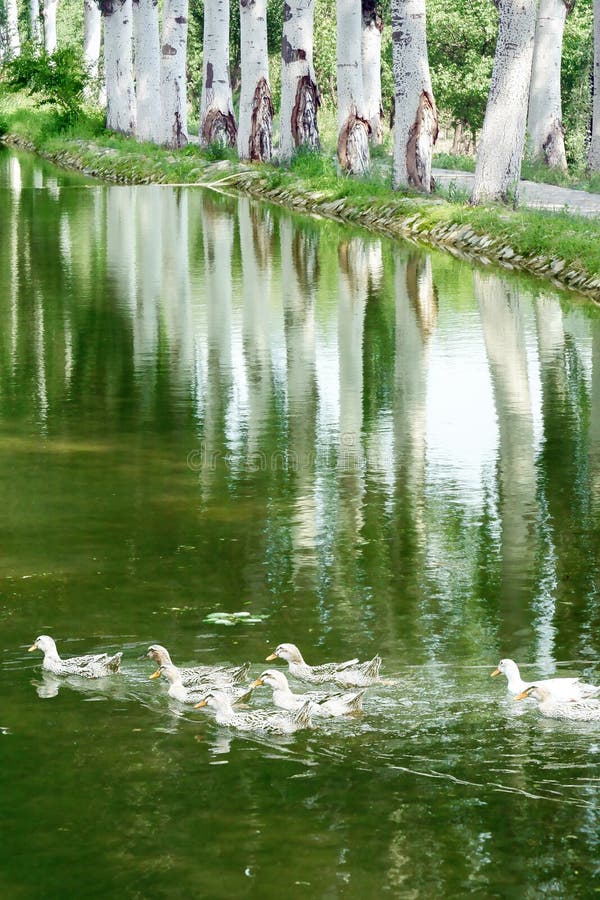 A Group of Ducks Playing in the Stream in the Forest Stock Photo ...