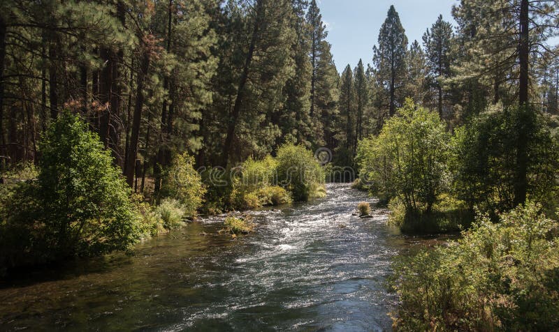 A Stream Flowing through a Pine Forest with Snow Capped Mountain in the ...