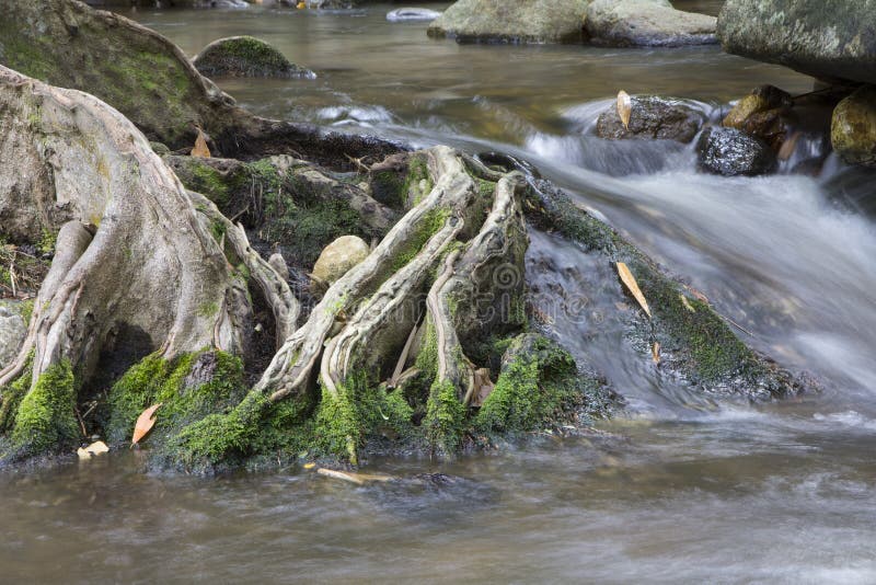 Roots of big tree stock image. Image of roots, tree, park - 33036569