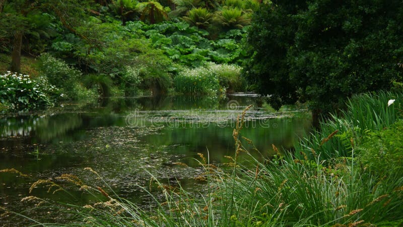 Stream Flowing into Small Lake Surrounded by Lush Greenery in a Shady ...