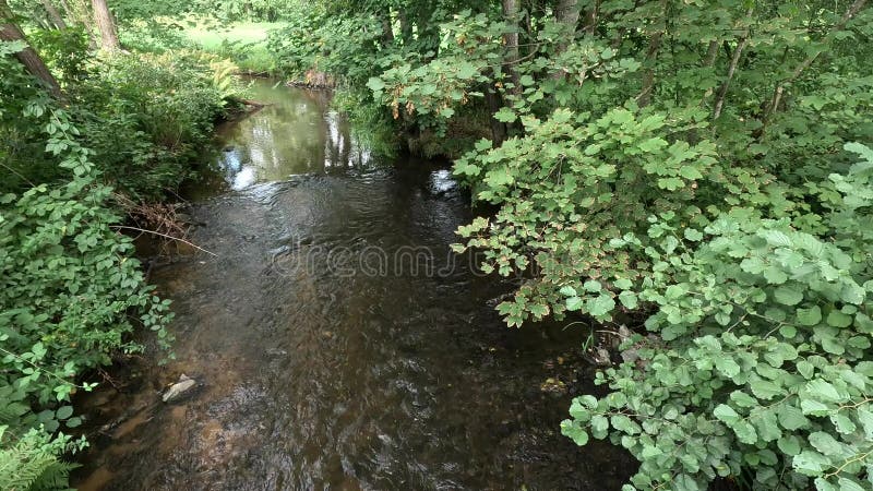 Stream Flowing through a Sparse Deciduous Forest with Ferns on the Bank ...
