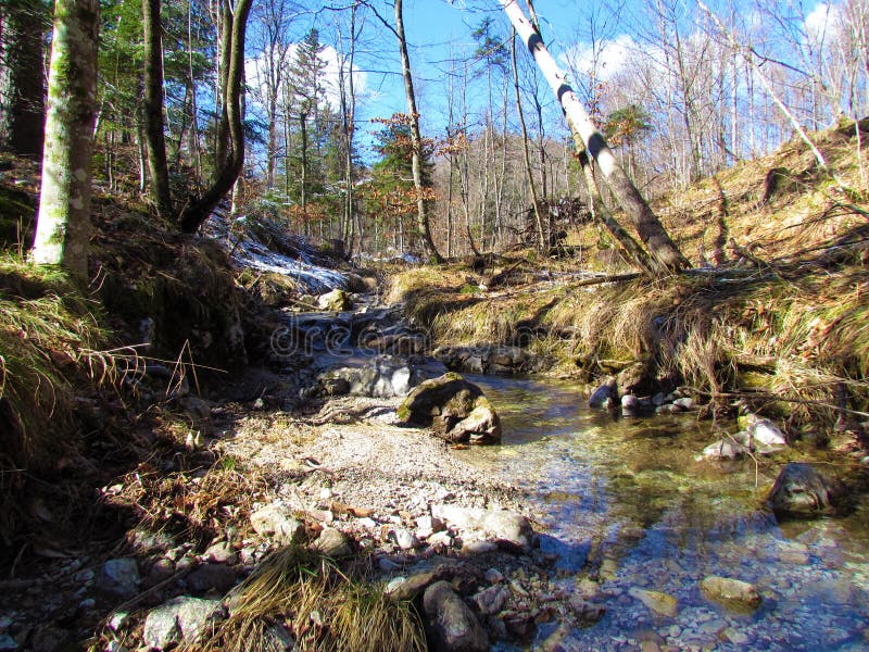 Stream Flowing through a Temperate, Deciduous, Broadleaf Forest Stock ...