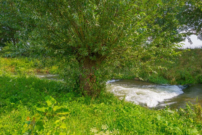 Stream Flowing through a Tree Lined Field in Sunlight Stock Image ...