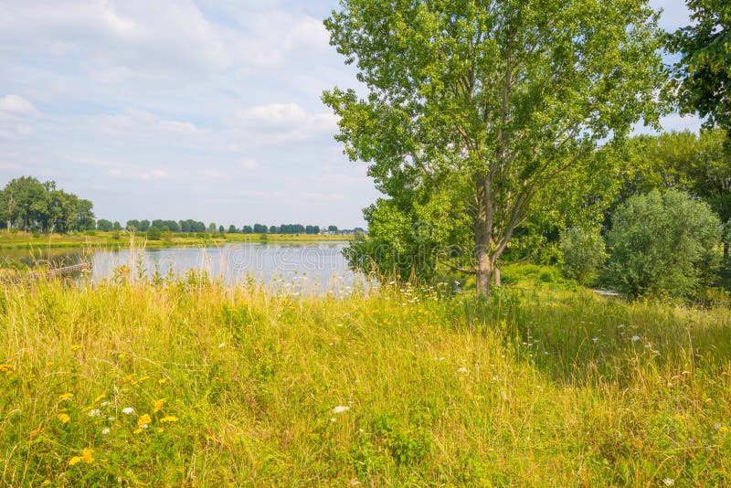 Stream Flowing through a Tree Lined Field in Sunlight Stock Photo ...