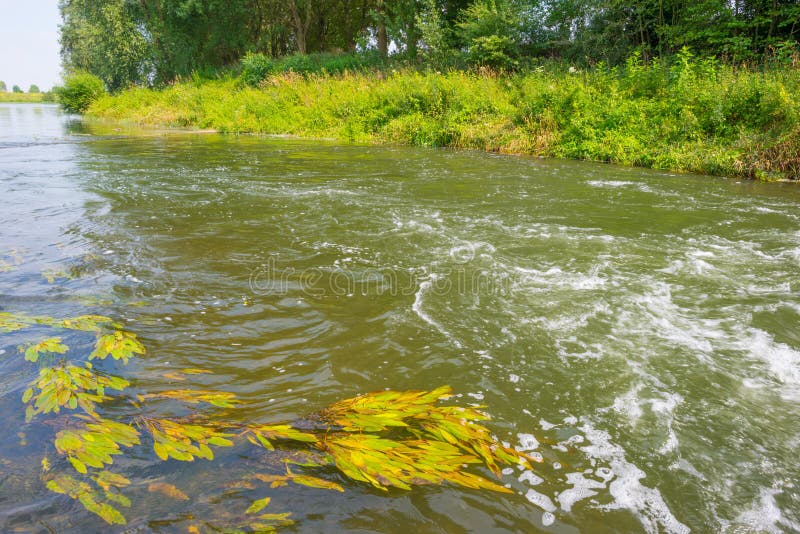 Stream Flowing through a Tree Lined Field in Sunlight Stock Image ...