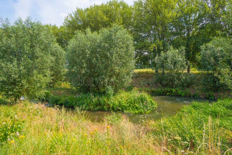 Stream Flowing through a Tree Lined Field in Sunlight Stock Image ...