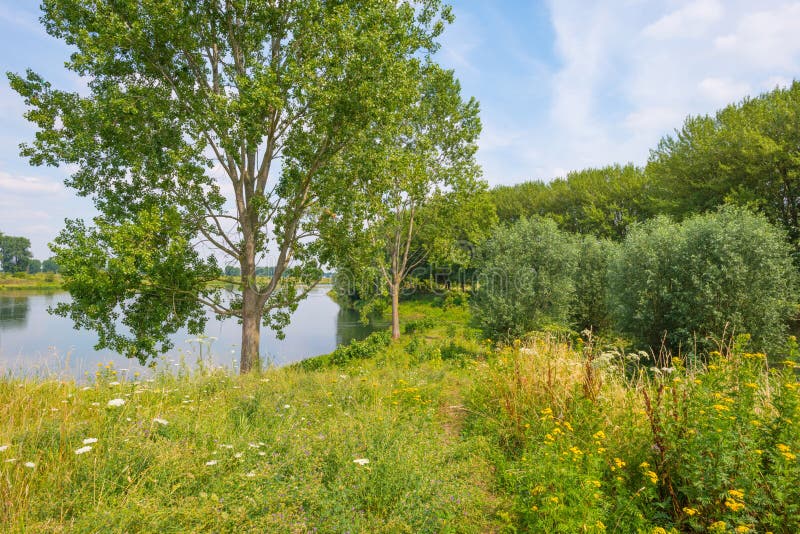 Stream Flowing through a Tree Lined Field in Sunlight Stock Image ...