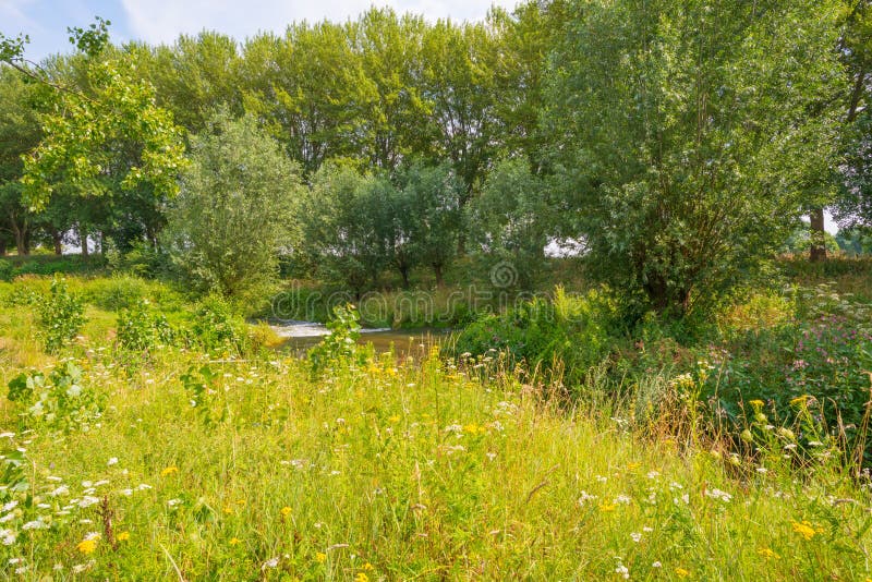 Stream Flowing through a Tree Lined Field in Sunlight Stock Image ...