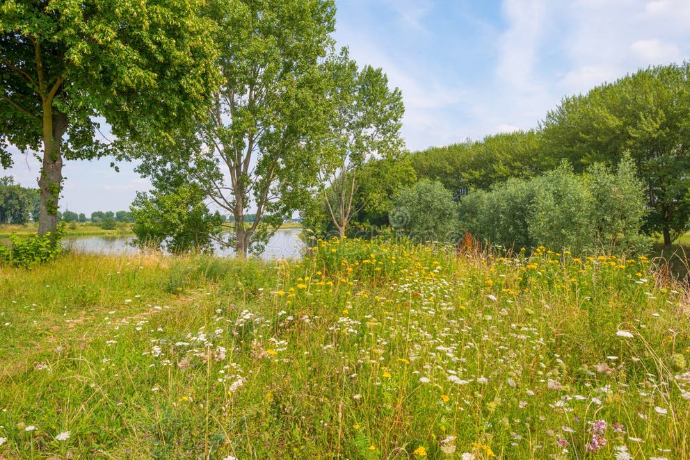 Stream Flowing through a Tree Lined Field in Sunlight Stock Photo ...