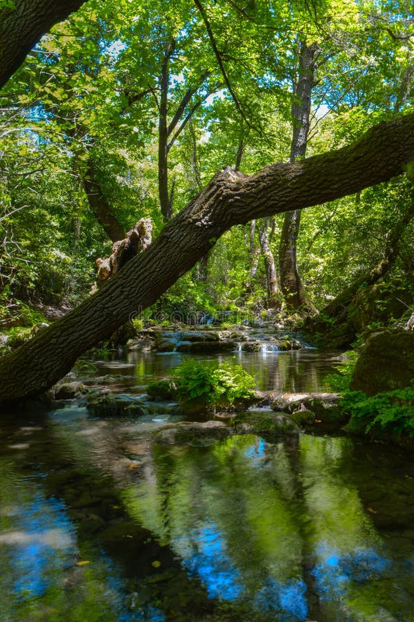 Stream Flowing through Trees Vertical. Stock Image - Image of rivers ...