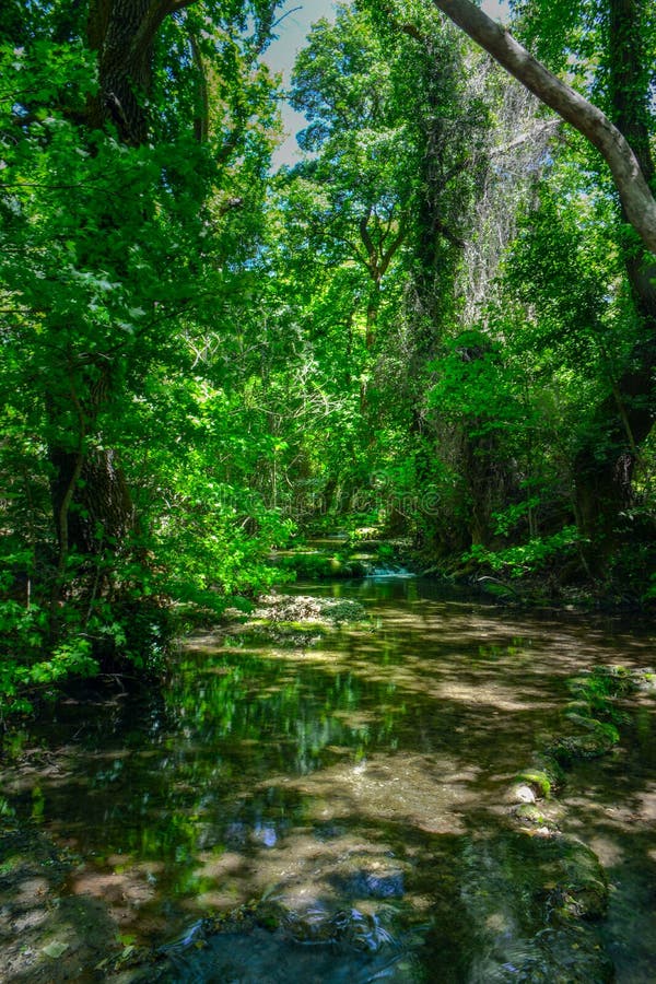 Stream Flowing through Trees Vertical. Stock Image - Image of herb ...