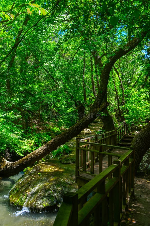 Stream Flowing through Trees. Wooden Walkway and Bridge. Vertical Stock ...