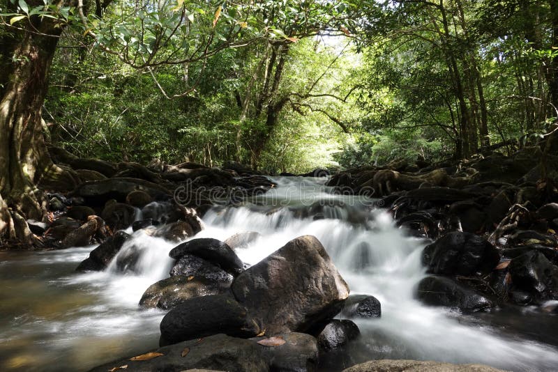 Stream Flowing in Tropical Forest Stock Photo - Image of flowing ...