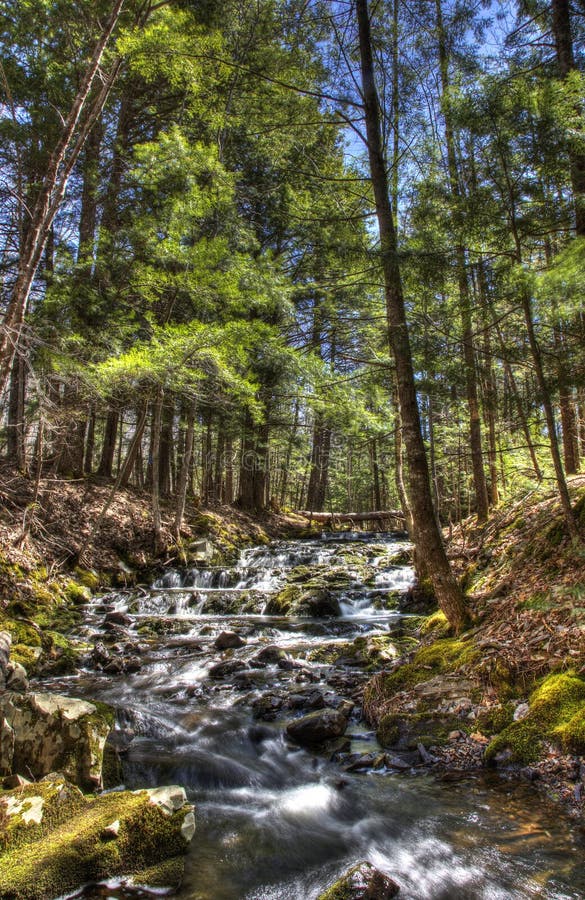 Stream Flows Around Tall Trees Stock Photo - Image of conservation ...