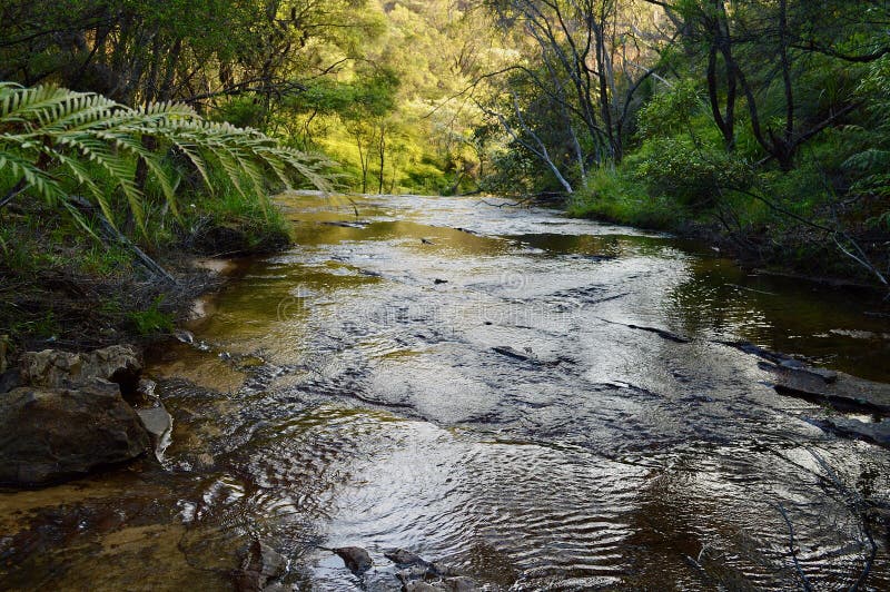 A Slow Moving Stream Flows through the Forest on a Sunny Afternoon ...