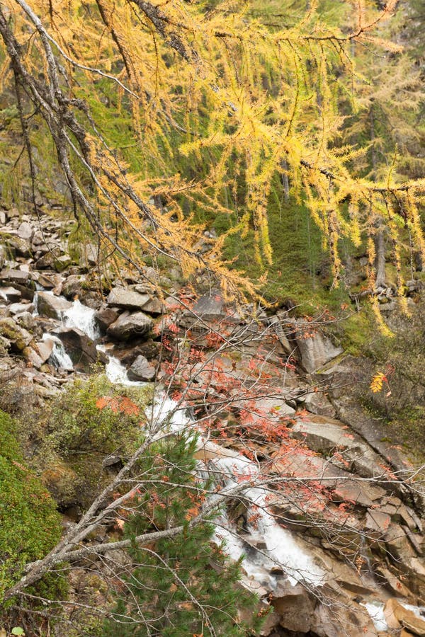 A Stream Flows Down the Woods at Fall Stock Image - Image of relax ...