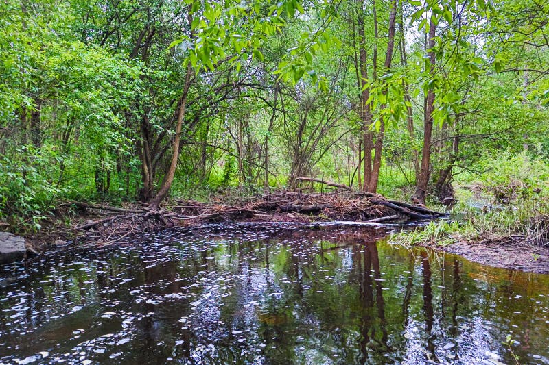 Sunlight Streams Dense Tree Foliage Serene Forest Setting Tall Trees Stock Photos - Free ...