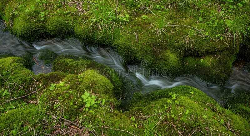 Mossy Stream in the Forest, Nature Background Stock Illustration ...