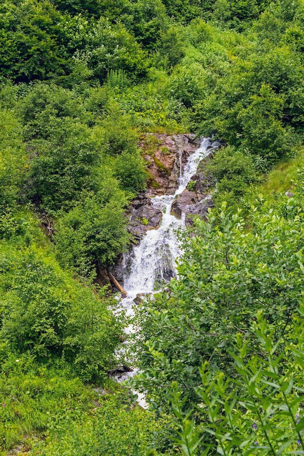 Stream Flows Over Stones among the Dense Bushes Stock Image - Image of ...