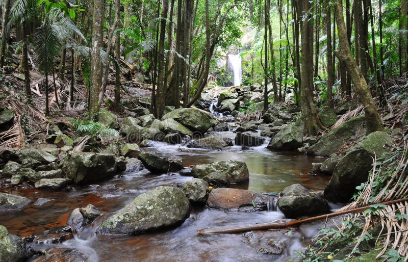 A Stream Flows through a Rainforest with Waterfall Stock Image - Image ...
