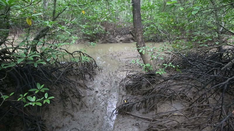 Root System of the Tree Sprouts into the Ground Trunk Green Moss Leaves ...