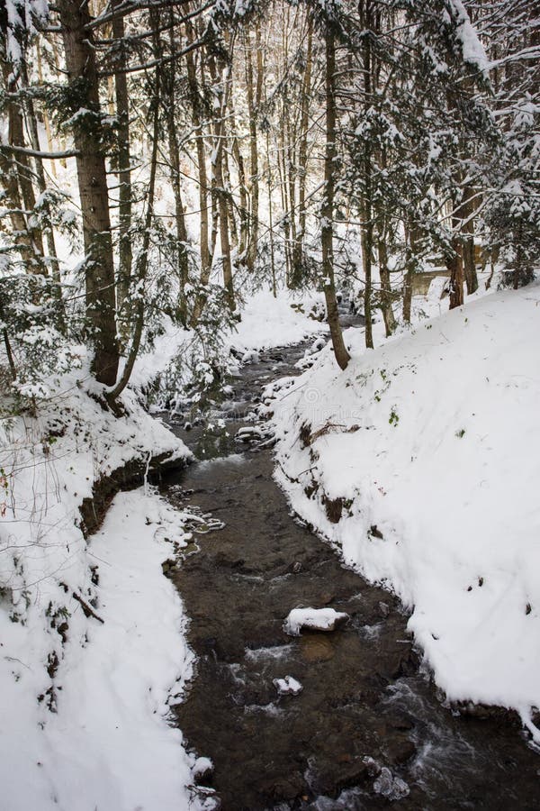 The Stream Flows in a Snowy Forest Stock Photo - Image of tree ...