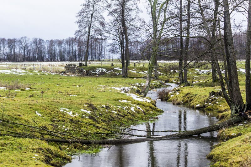 The Stream Flows between the Trees and the Green Meadow. Stock Image ...