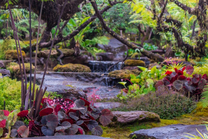 Stream Flows through Wet Garden Stock Photo - Image of forest, moist ...