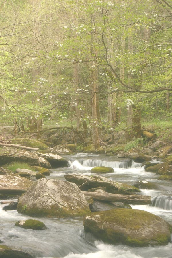 Spring Stream in Fog stock photo. Image of weather, stream - 1714422