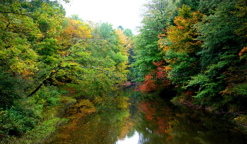 Stream in the forest stock photo. Image of valley, hiking - 10974800