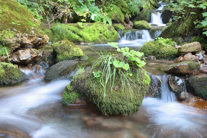 Stream in the Forest stock image. Image of foliage, outdoor - 11171919