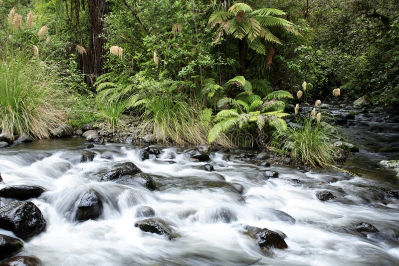 Stream in forest stock image. Image of lush, fresh, wilderness - 3834833