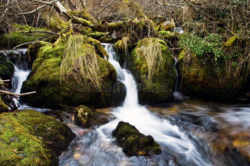 Stream in the forest stock photo. Image of flow, creek - 4290338