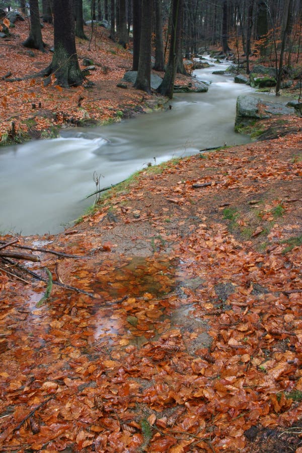 Stream in the forest stock photo. Image of natural, river - 4618118