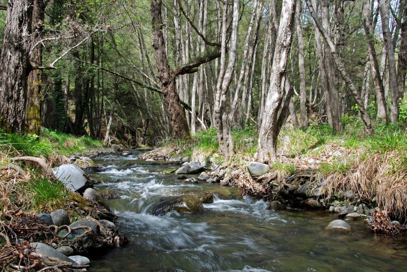 Stream in the forest stock photo. Image of adventure, landscape - 4842762