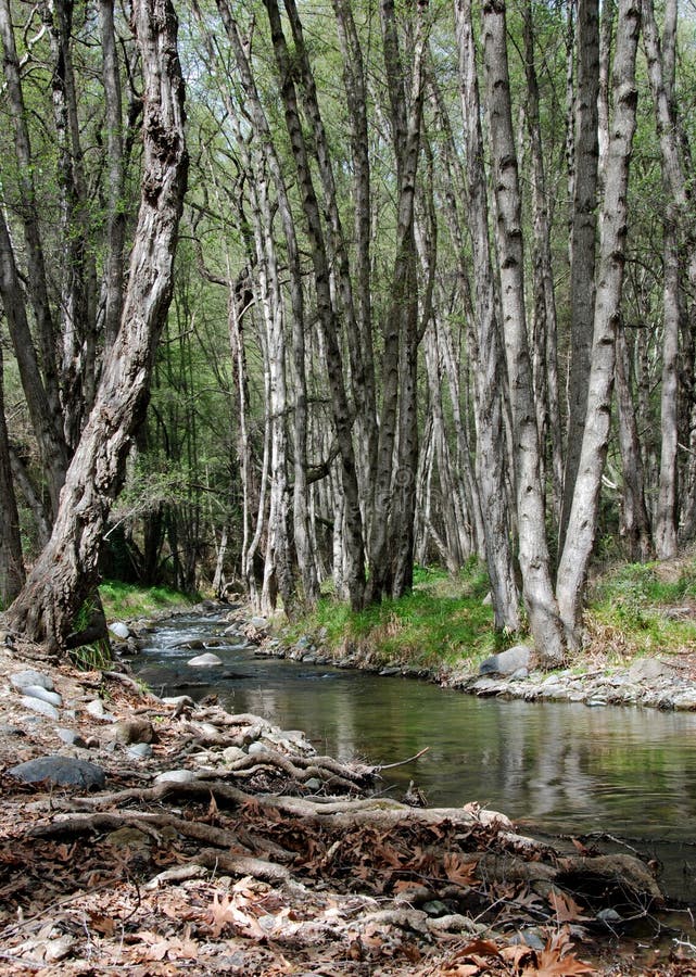 Stream In The Forest Picture. Image: 5036906