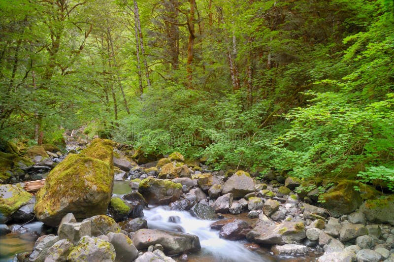 Stream in the forest stock image. Image of forest, washington - 5350123