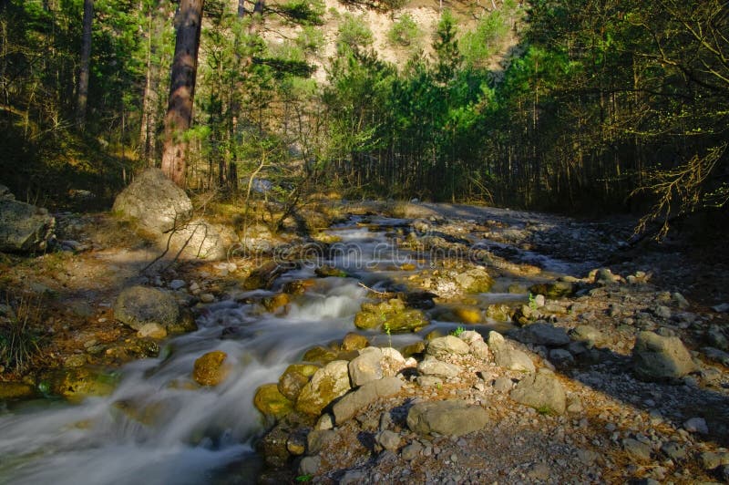 Stream in forest stock photo. Image of river, outdoor - 9034806
