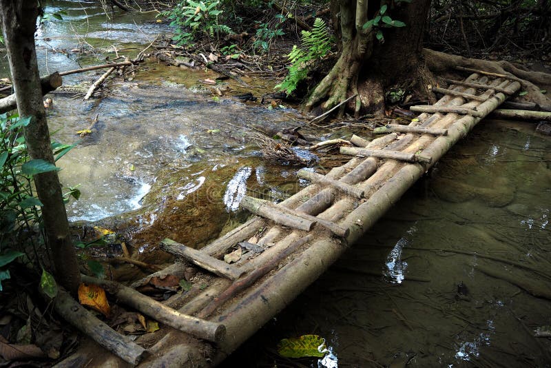 Stream in forest stock image. Image of forest, bamboo - 106707907