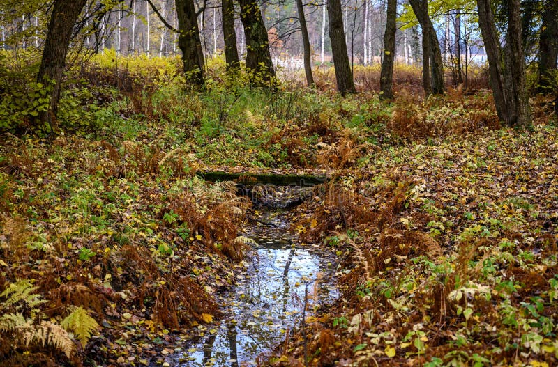 Stream in the Forest. Bridge Over a Ditch in the Forest Stock Photo ...