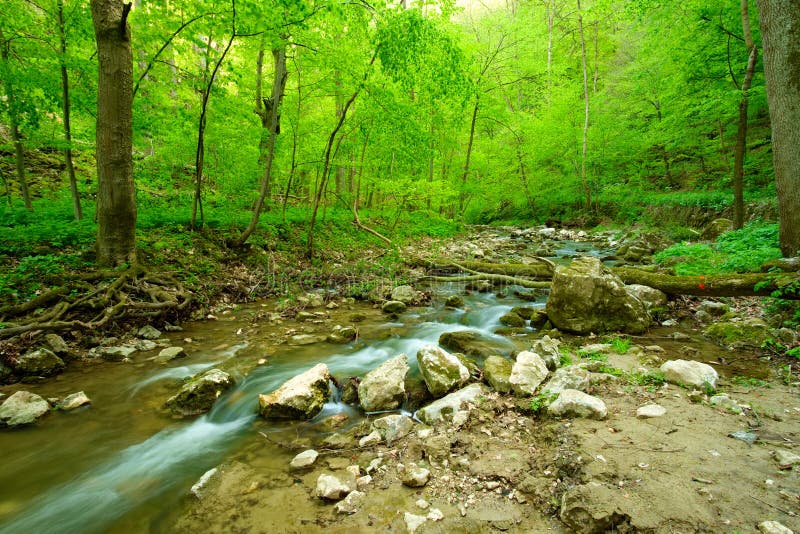 Stream in the forest stock image. Image of environment - 132671119