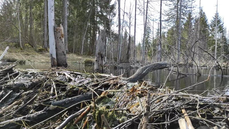 A Stream in the Forest (27) Full HD 60 FPS Stock Video - Video of snow ...