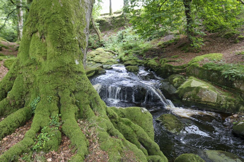 Stream in Ireland stock image. Image of ireland, outside - 5002819