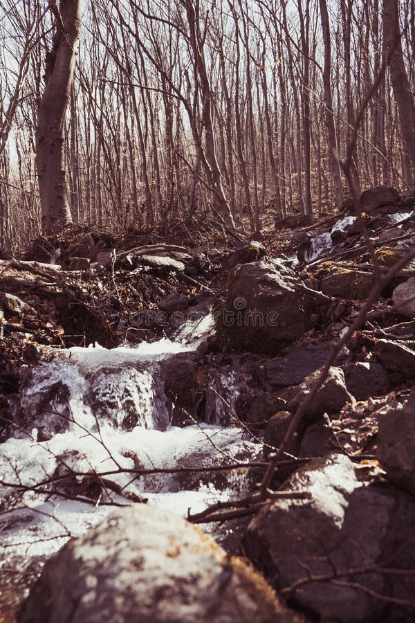Stream in the Forest with Leaf in the Floor and Winter Trees Stock ...