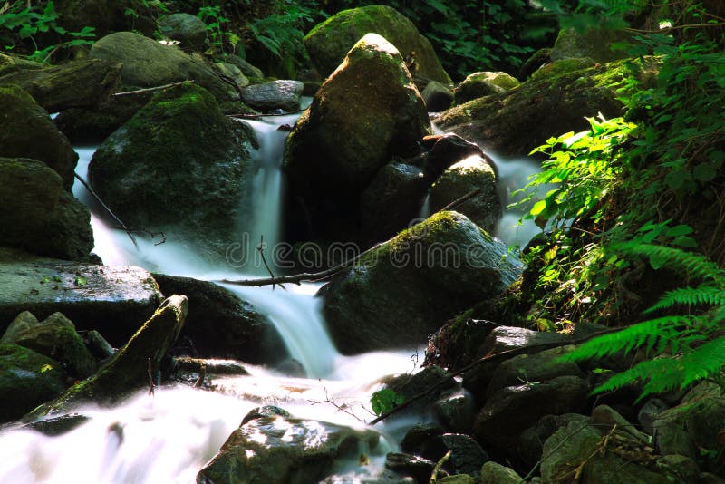 Stream in forest stock photo. Image of nature, landscaped - 170999998