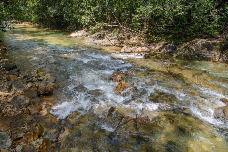 Stream in Forest, Nature Rill Flow Stock Image - Image of jungle ...