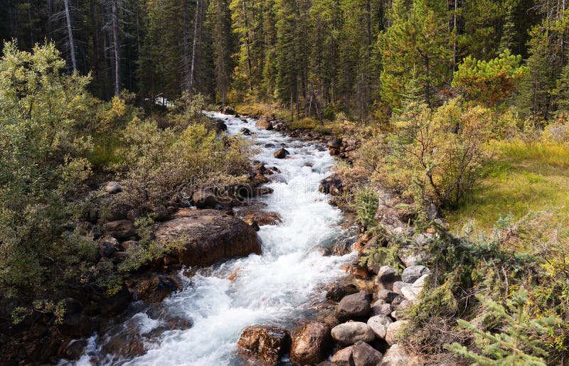 Stream in forest stock image. Image of fall, green, setting - 69597663
